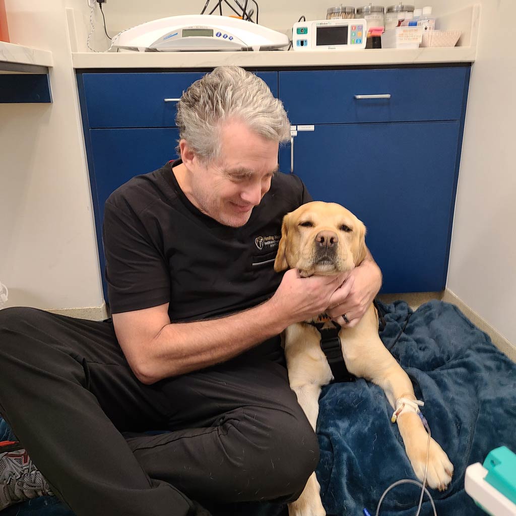 Healing Hearts. Emergency Animal Hospital - South County Mag